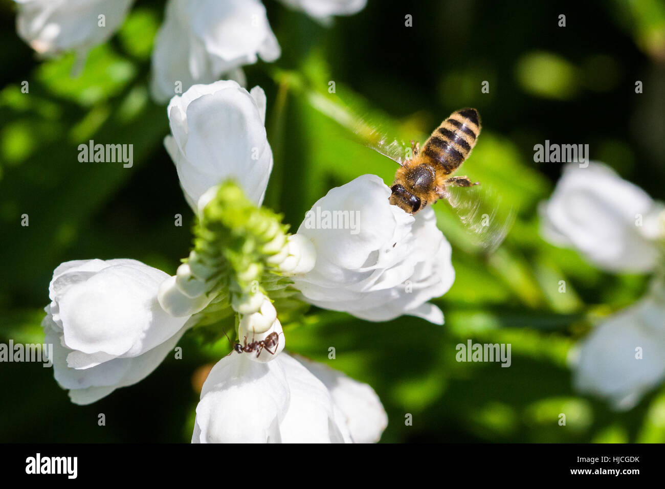 Bee pollinating flowers Stock Photo - Alamy