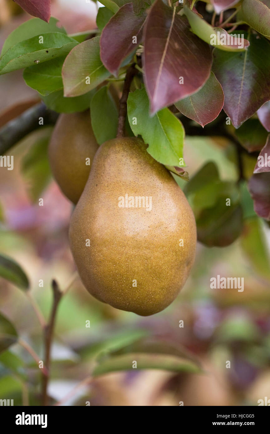 Pear shaped leaves hi-res stock photography and images - Alamy