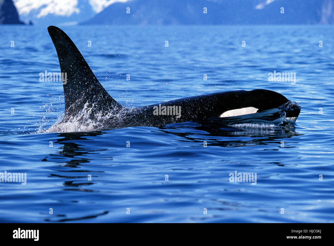 Killer whale surfaces and shows tall dorsal fin in this beautiful ...