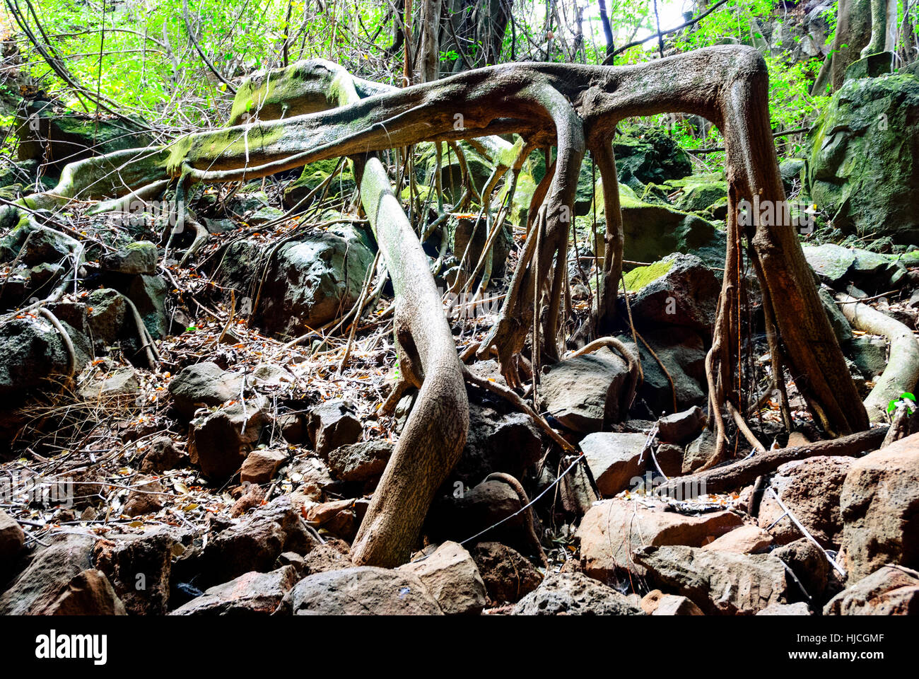 Dead tree in the Undara Volcanic National Park - Queensland, Australia ...