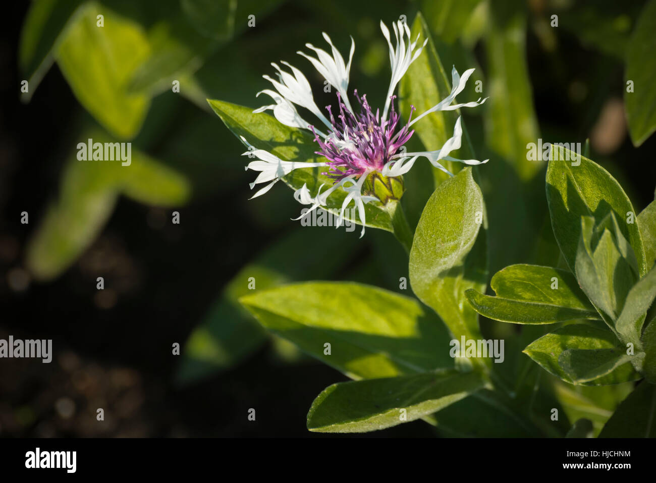 Centaurea montana flower in bloom Stock Photo - Alamy