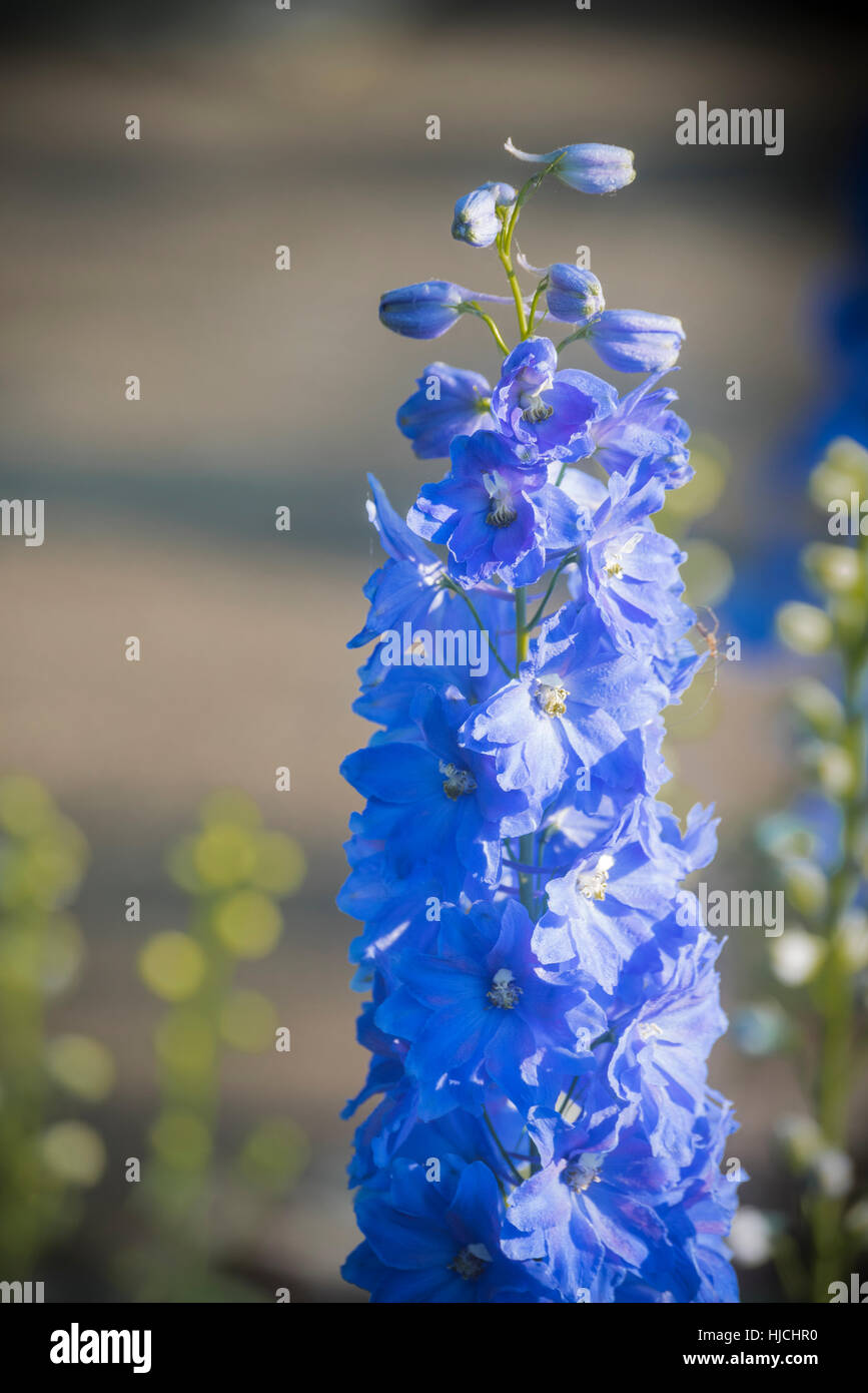 Triton dark blue hi-res stock photography and images - Alamy