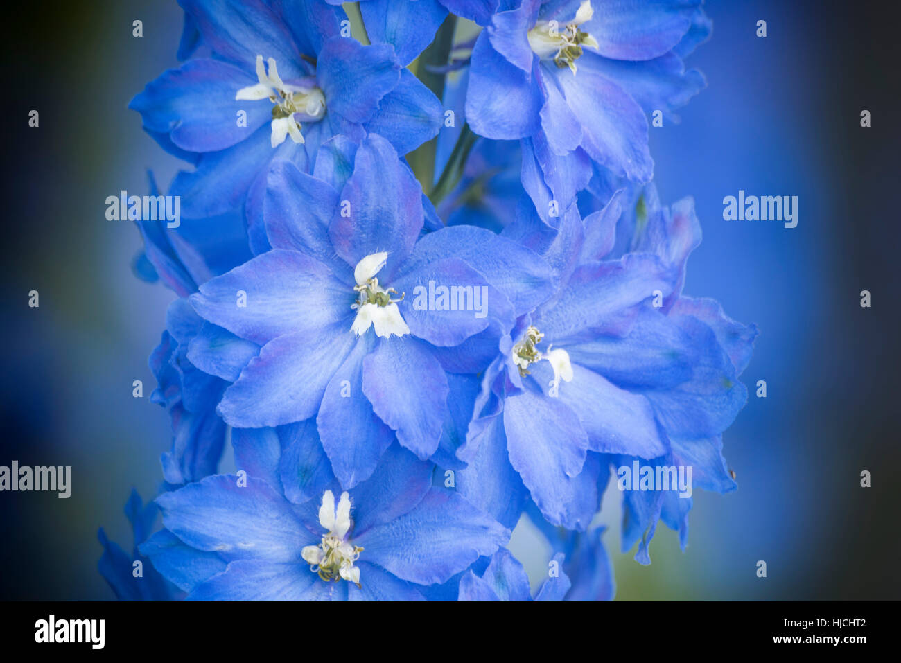 Triton dark blue hi-res stock photography and images - Alamy