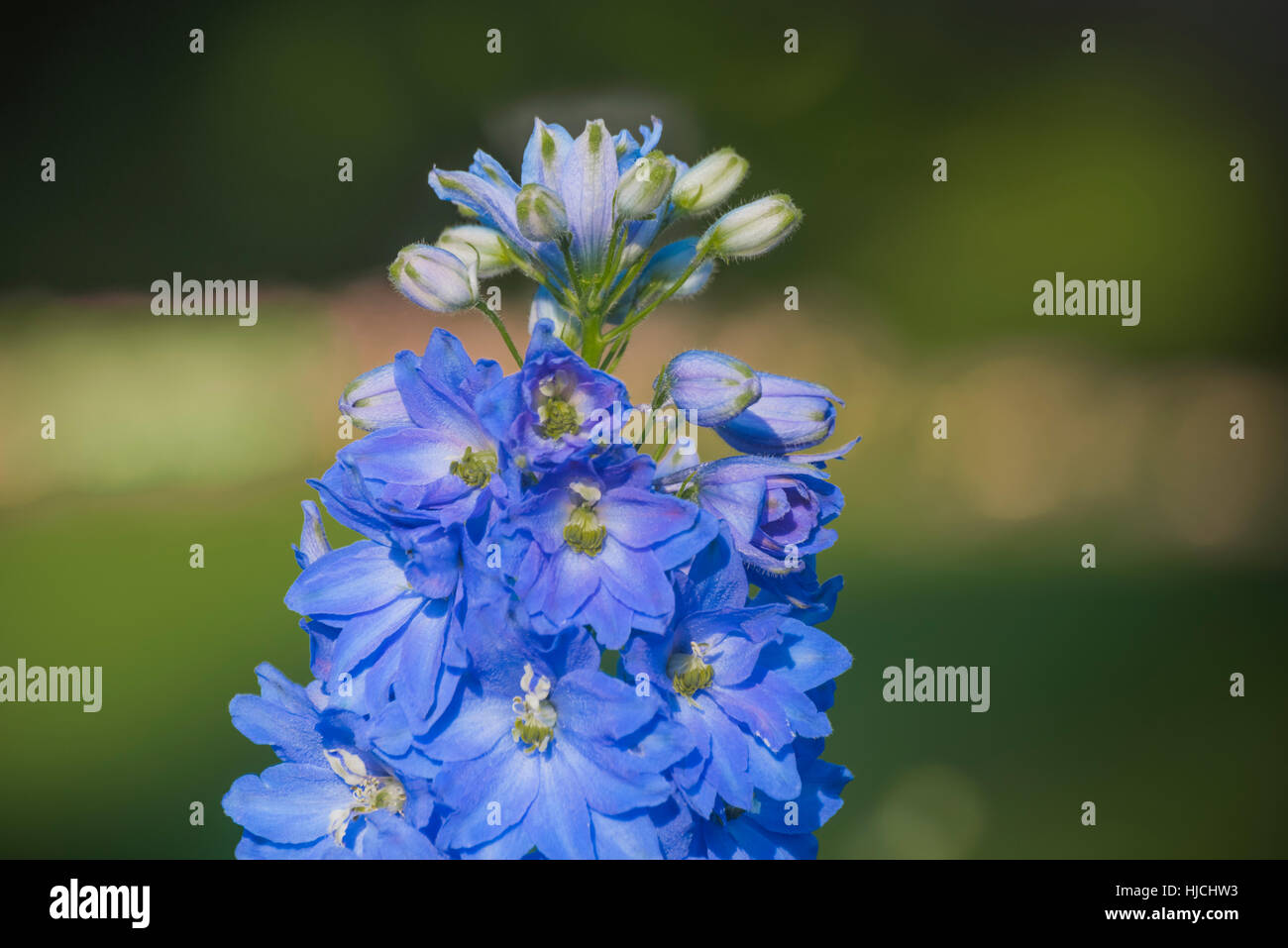 Triton Dark Blue High Resolution Stock Photography and Images - Alamy