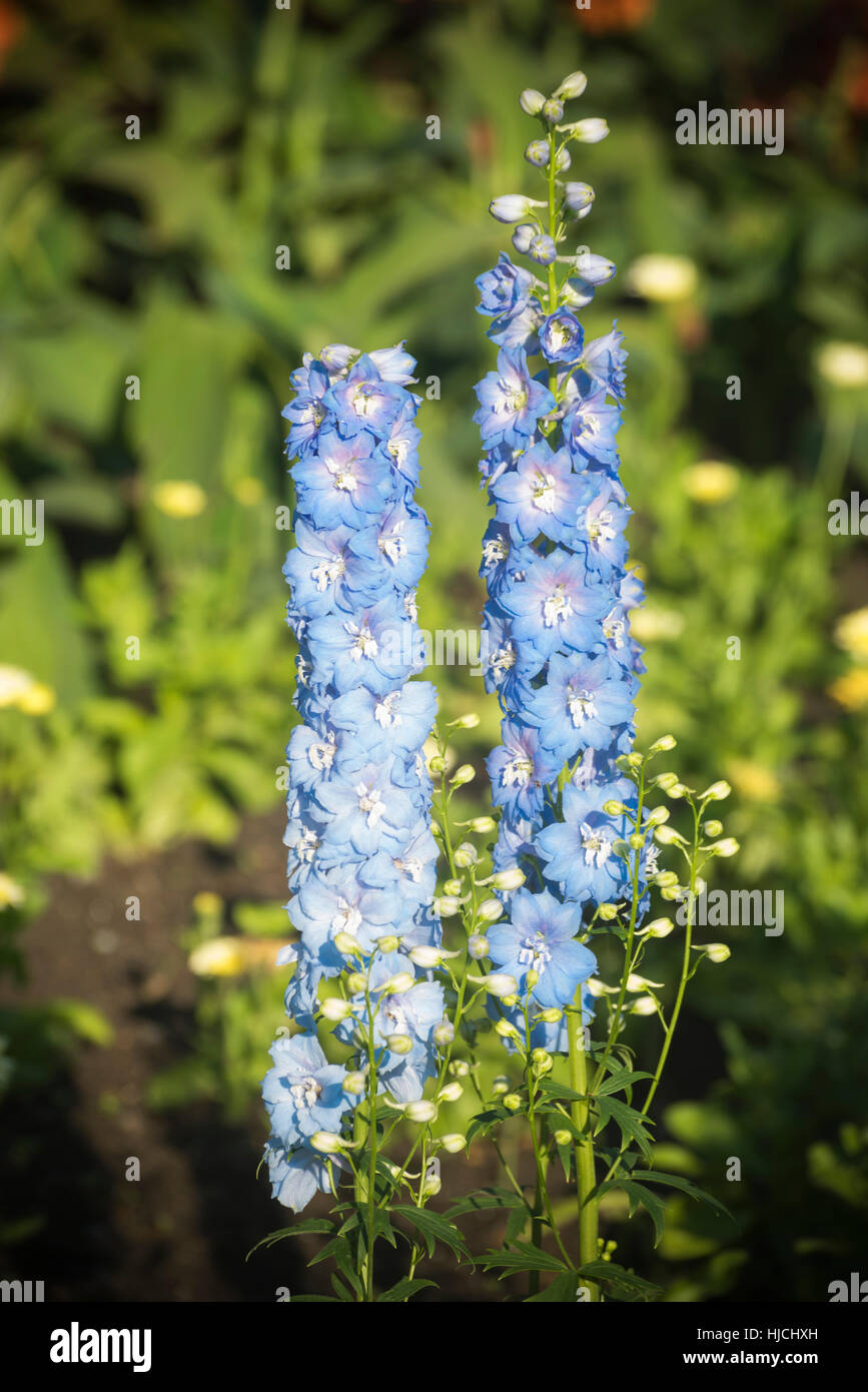 Triton dark blue hi-res stock photography and images - Alamy