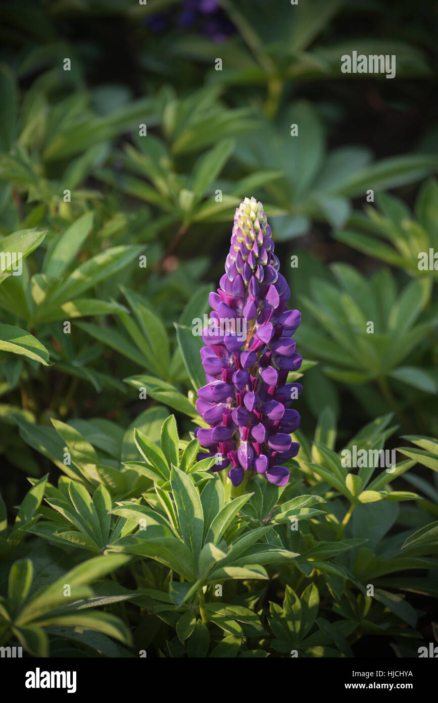 Lupinus Flower in bloom Stock Photo - Alamy