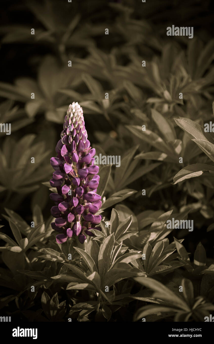 Lupinus Flower in bloom Stock Photo - Alamy
