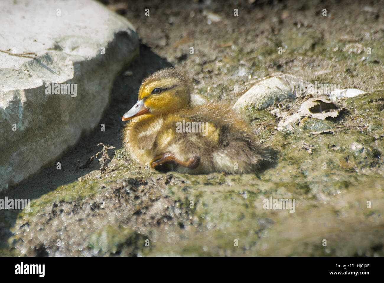Baby duck on ground Stock Photo - Alamy