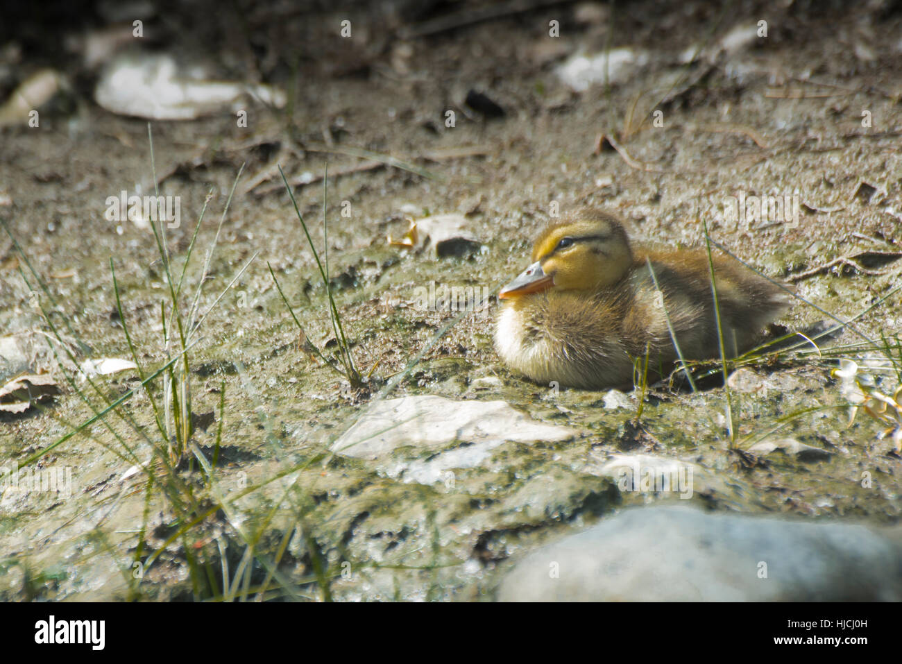 Baby duck on ground Stock Photo - Alamy