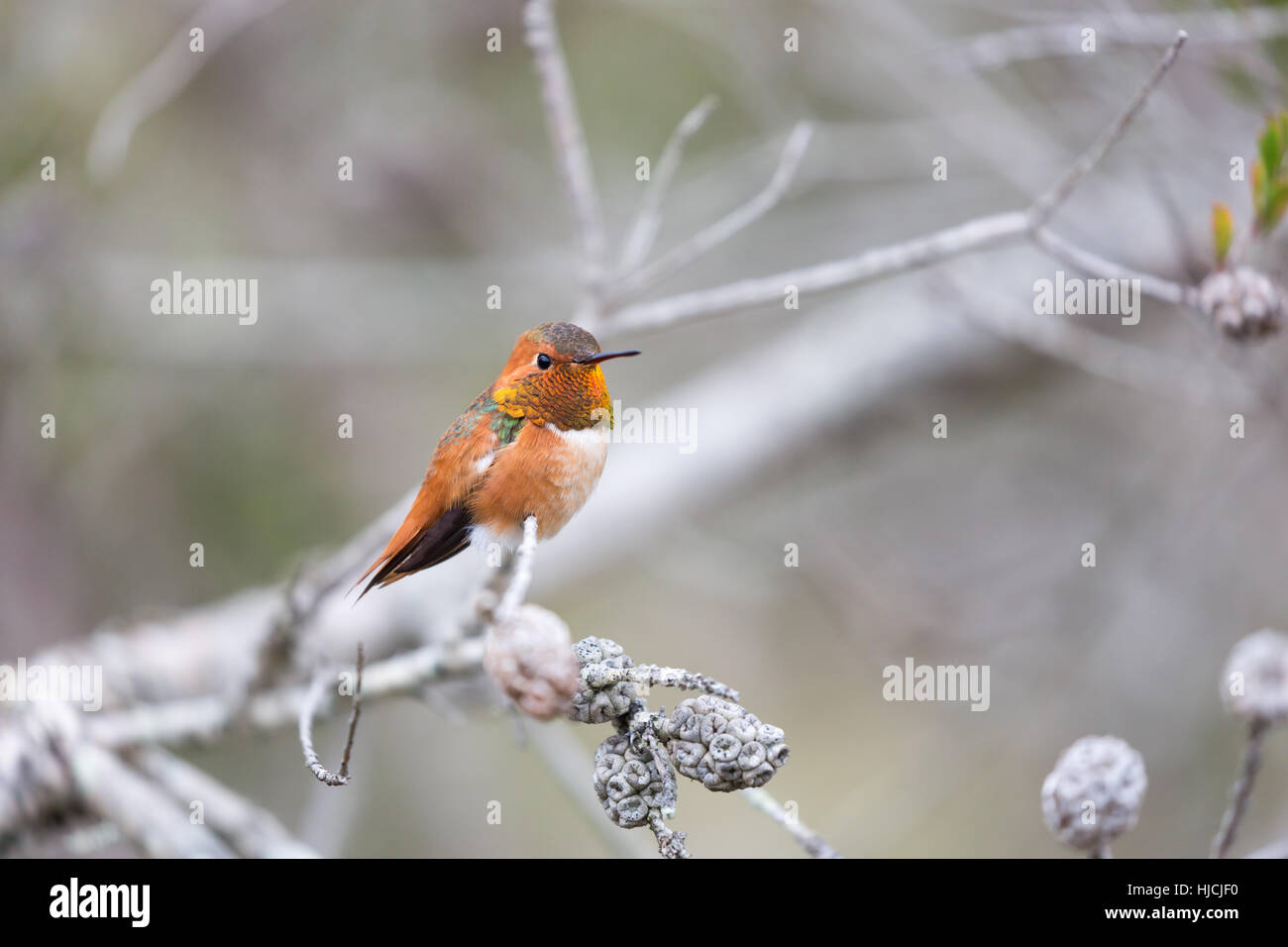 West coast hummingbird hi-res stock photography and images - Alamy