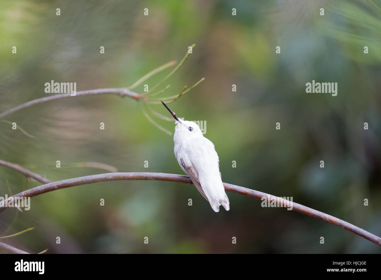 Albino hummingbird hi-res stock photography and images - Alamy