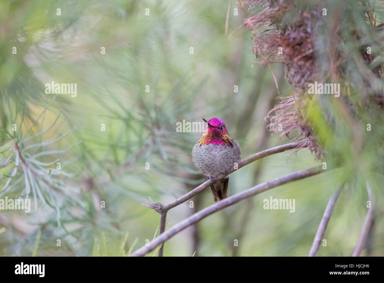 Anna's Hummingbird (Calypte anna), Adult, Male, Santa Cruz, California ...