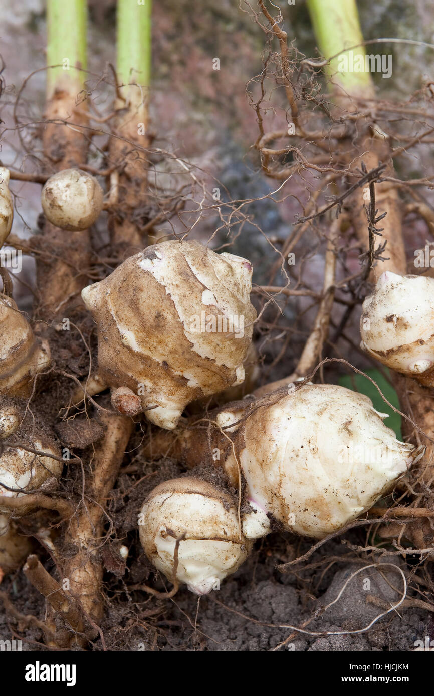 Knollen High Resolution Stock Photography and Images - Alamy