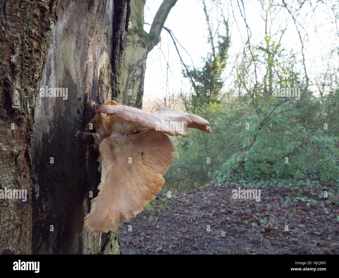 large fungus growths on a tree Stock Photo - Alamy