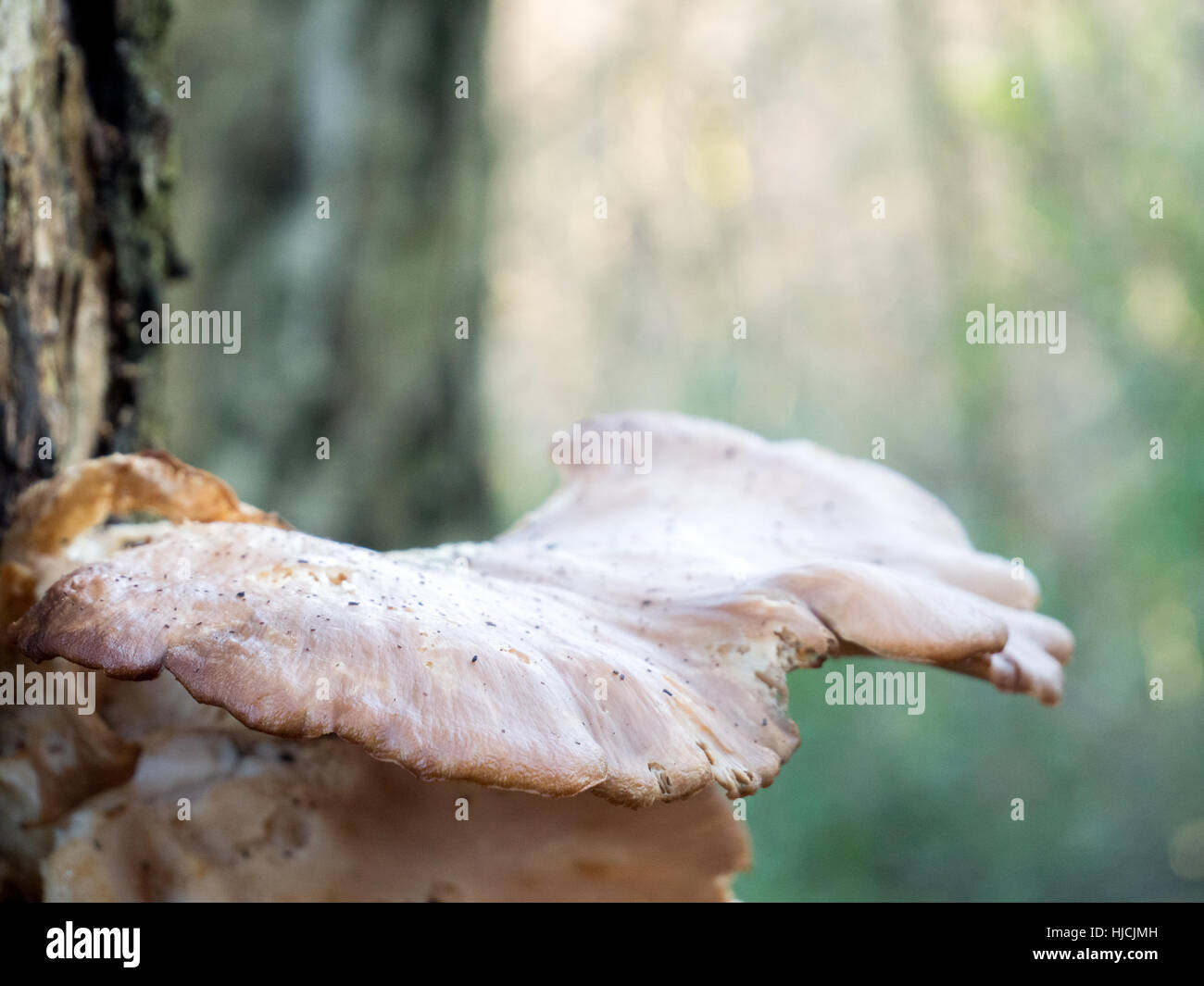 large fungus growths on a tree Stock Photo - Alamy