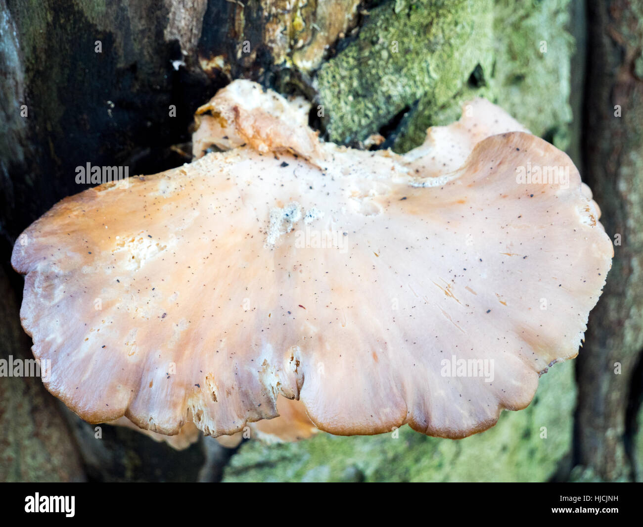 large fungus growths on a tree Stock Photo - Alamy