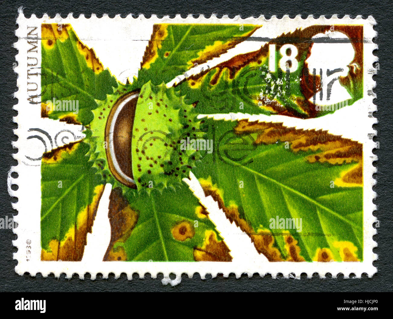 Conker illustration High Resolution Stock Photography and Images - Alamy