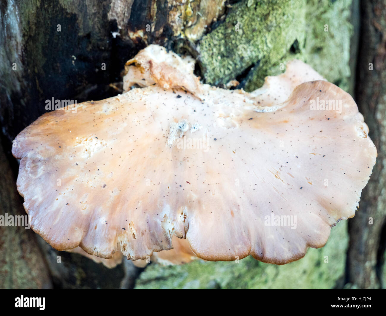 large fungus growths on a tree Stock Photo - Alamy