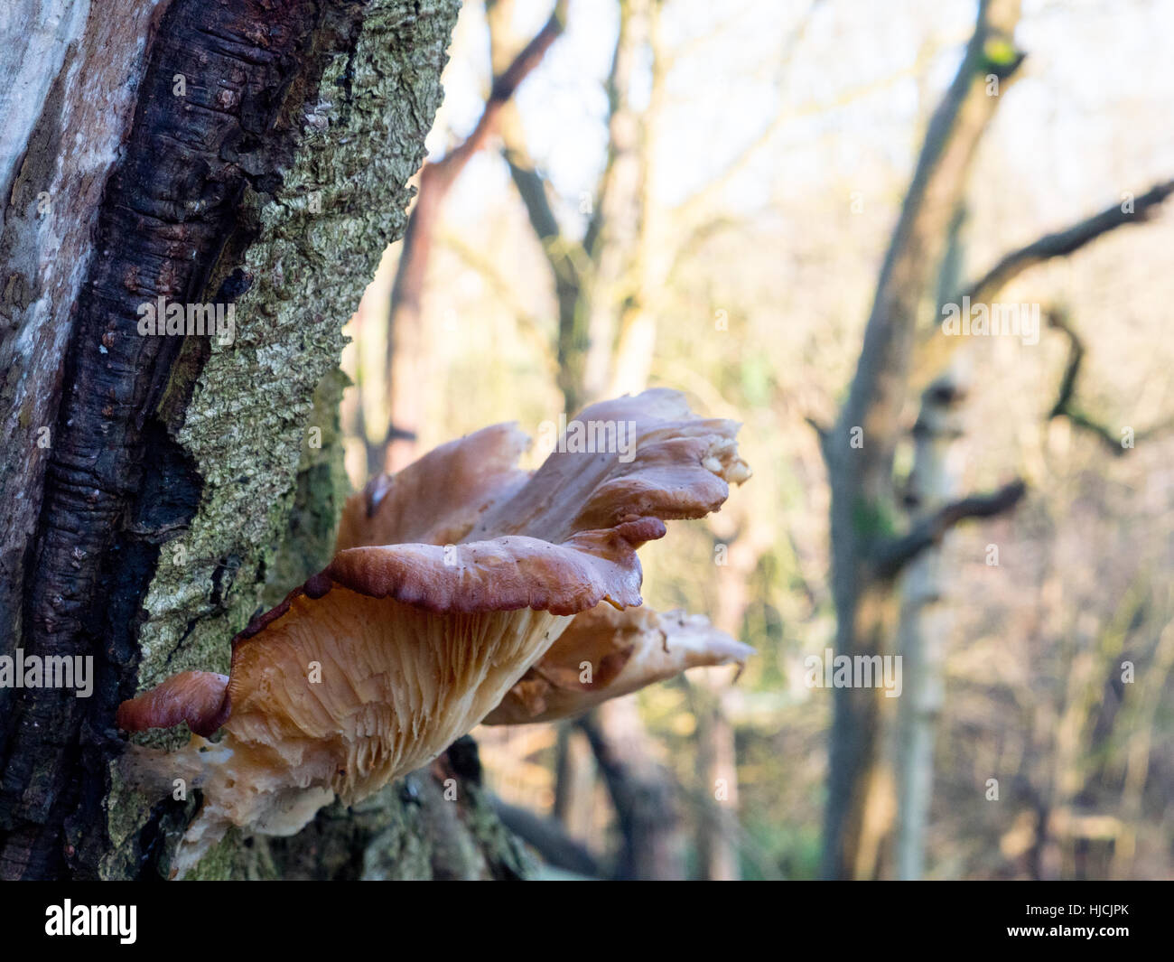 large fungus growths on a tree Stock Photo - Alamy