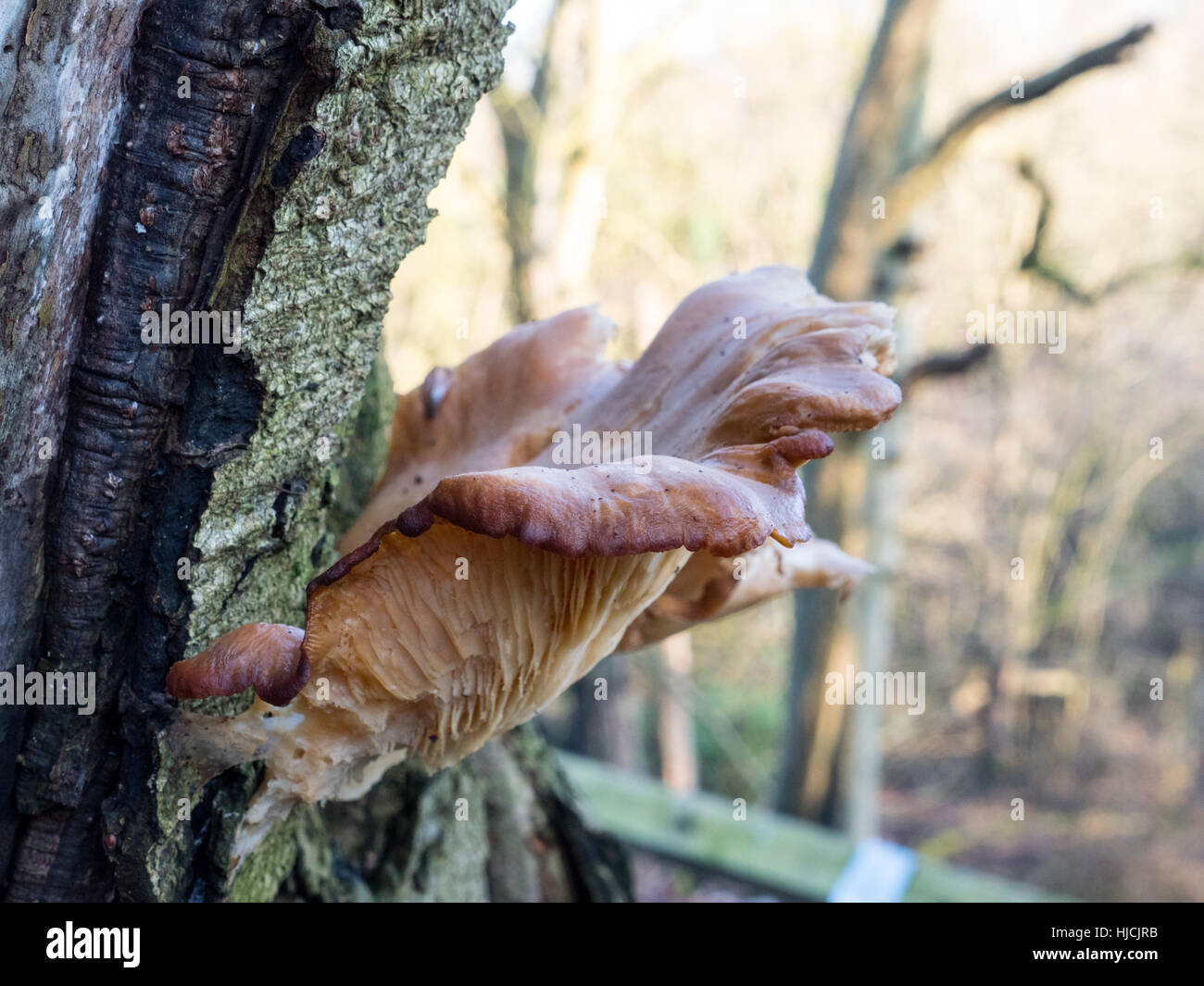 large fungus growths on a tree Stock Photo - Alamy