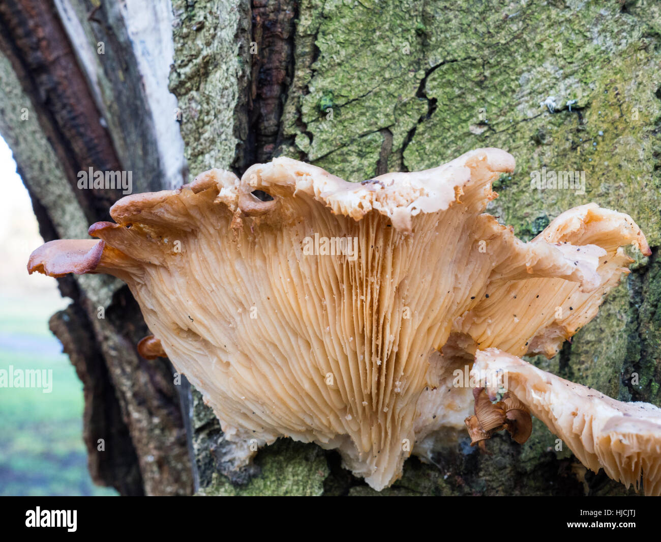 large fungus growths on a tree Stock Photo - Alamy
