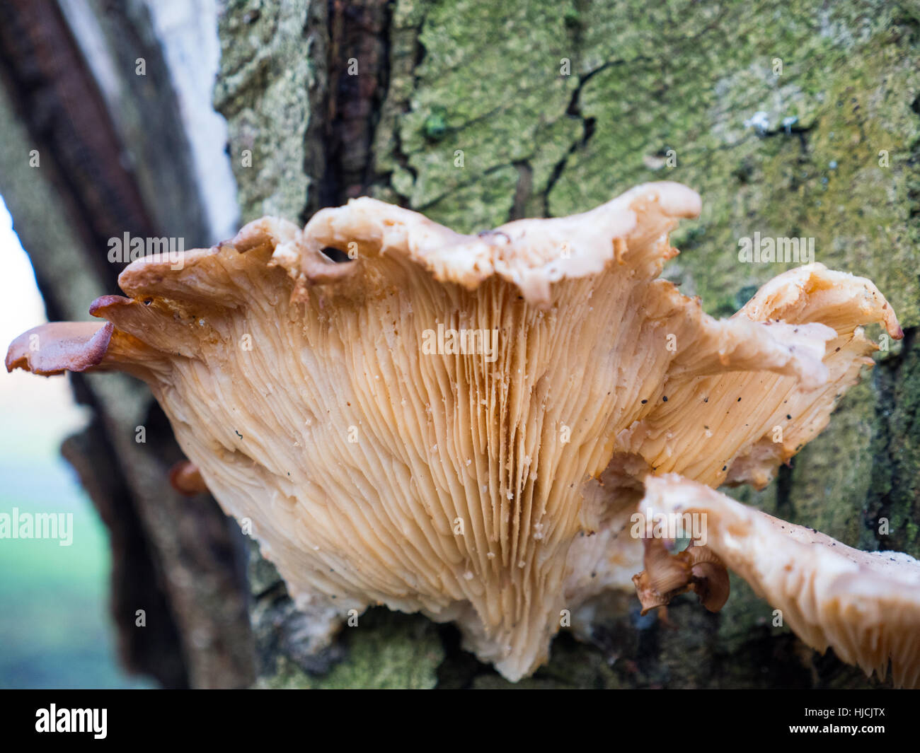 large fungus growths on a tree Stock Photo - Alamy
