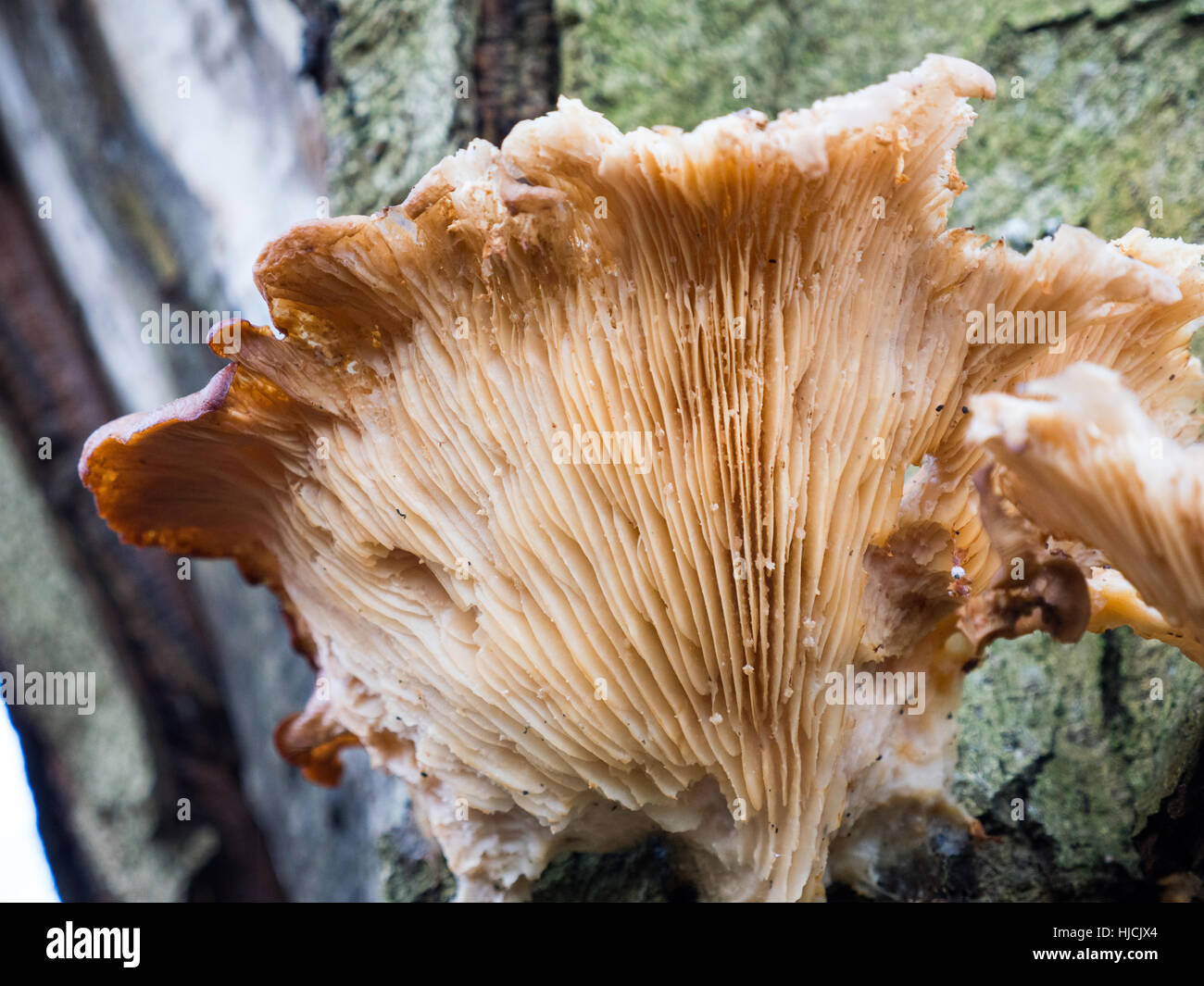large fungus growths on a tree Stock Photo - Alamy