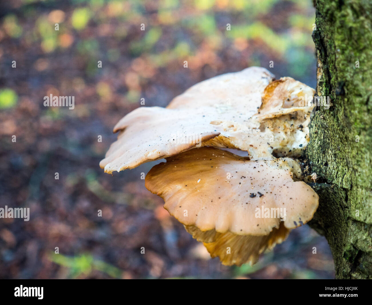 large fungus growths on a tree Stock Photo - Alamy