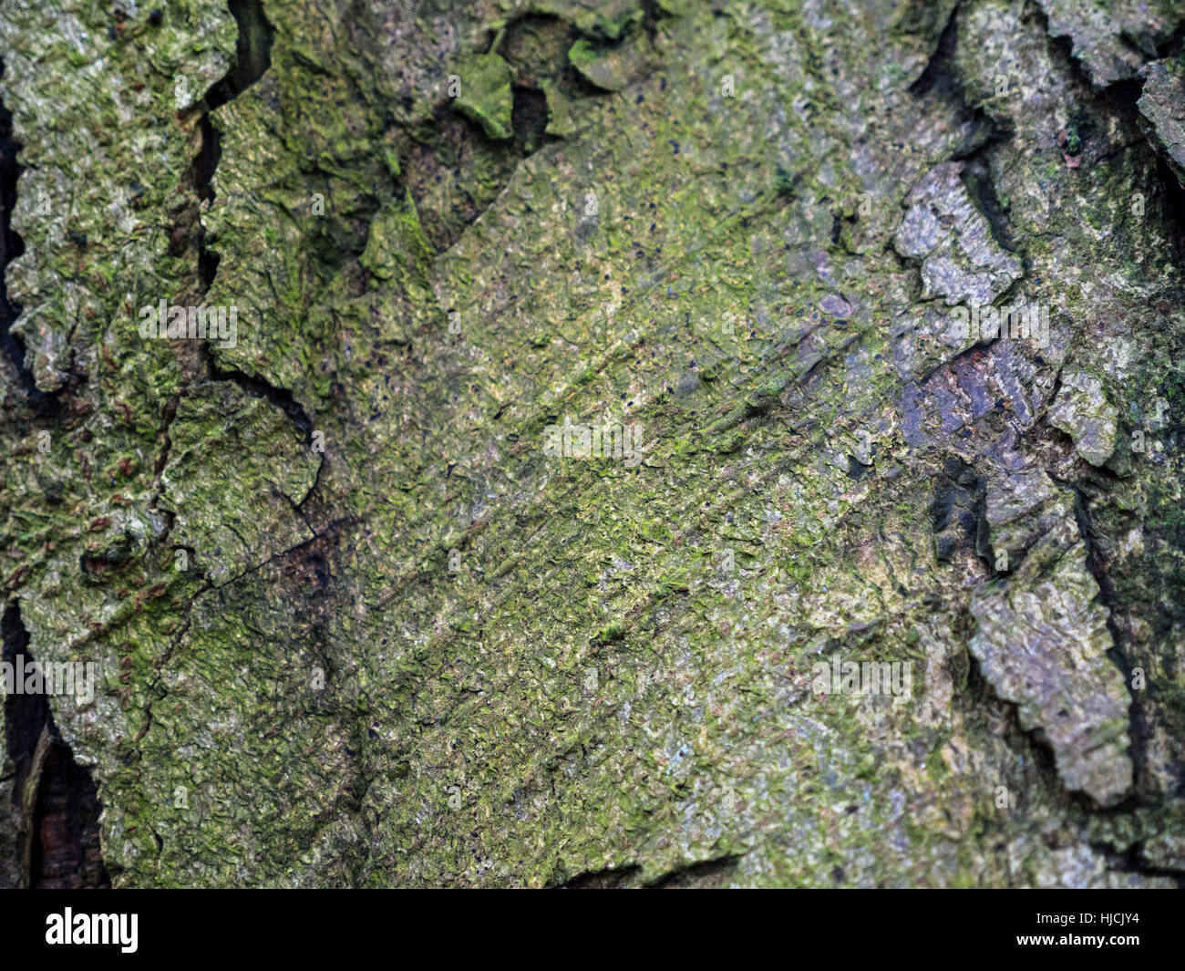 green and cracked bark on a tree in a park Stock Photo - Alamy
