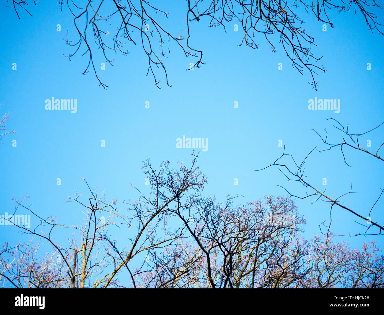Blue sky through a clearing in trees Stock Photo - Alamy