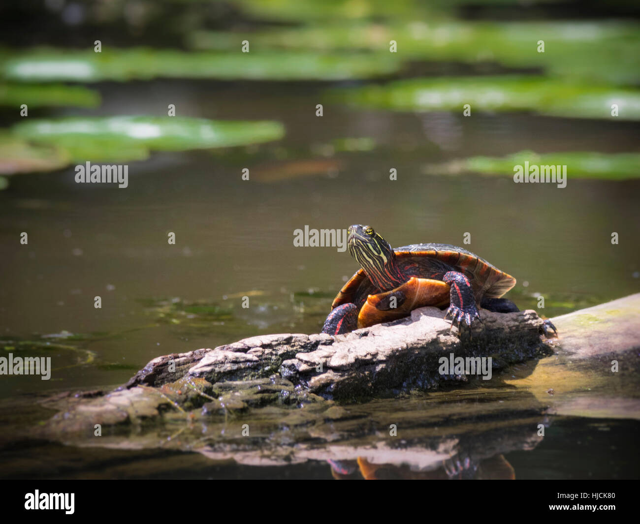 Mille Iles Nature High Resolution Stock Photography and Images - Alamy