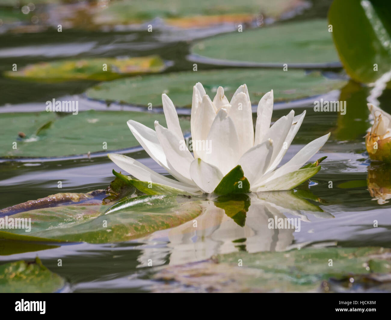 Mille iles nature hi-res stock photography and images - Alamy