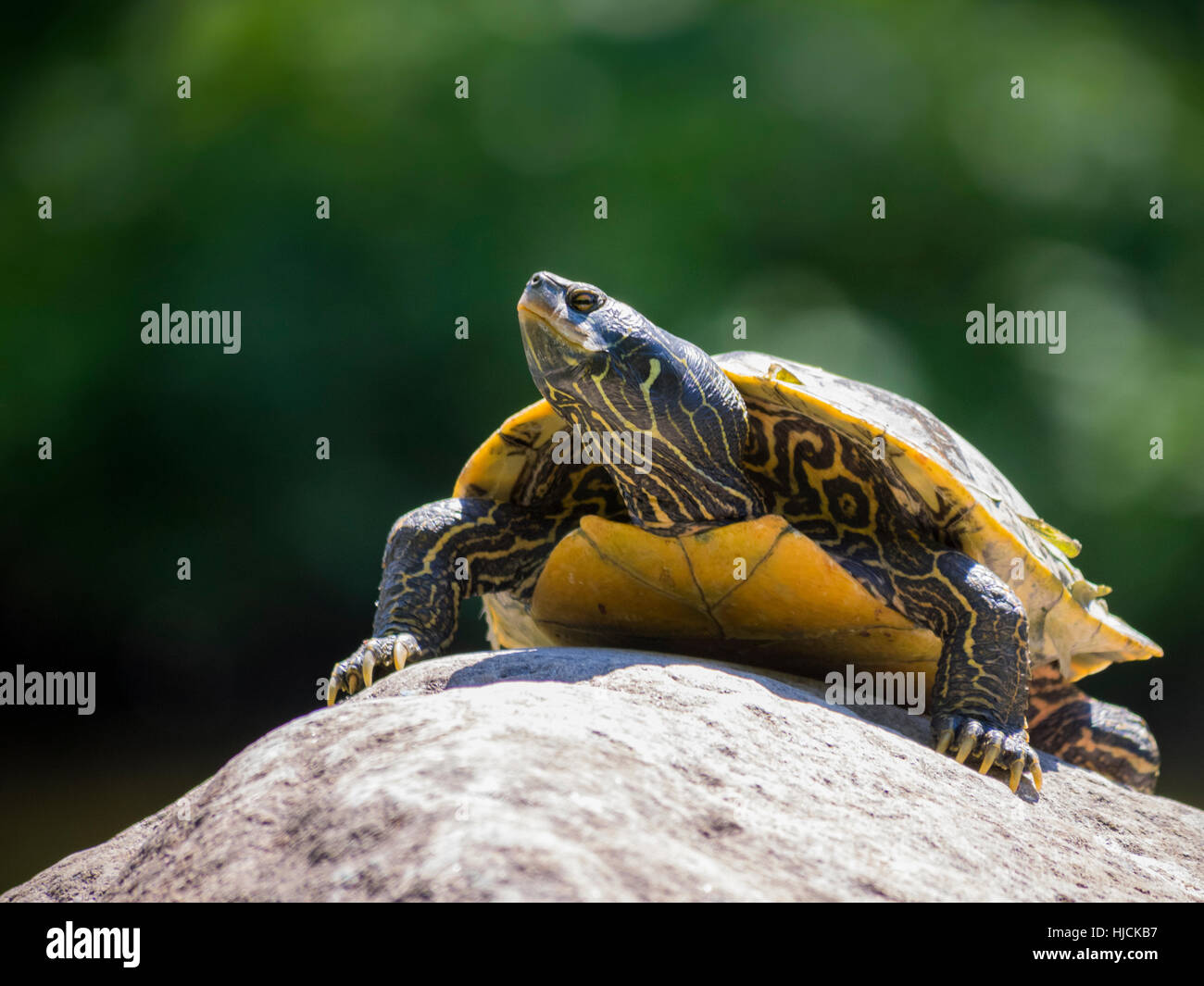 Tortue geographique hi-res stock photography and images - Alamy