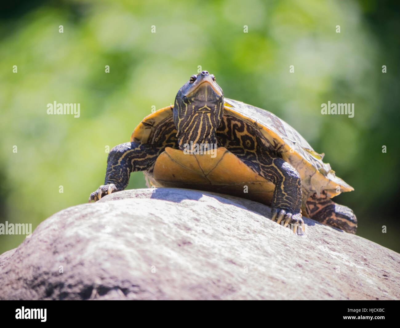 Tortue geographique hi-res stock photography and images - Alamy