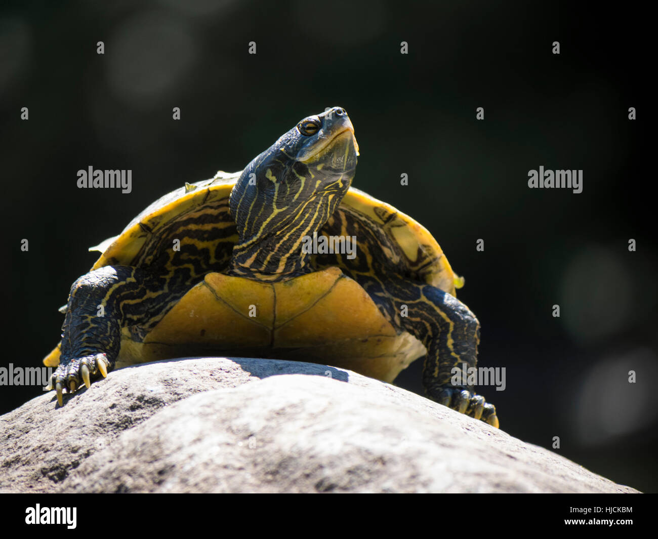 Tortue géographique hi-res stock photography and images - Alamy