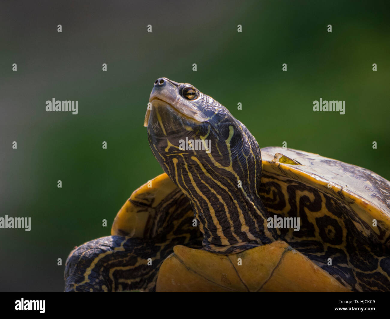 Tortue géographique hi-res stock photography and images - Alamy