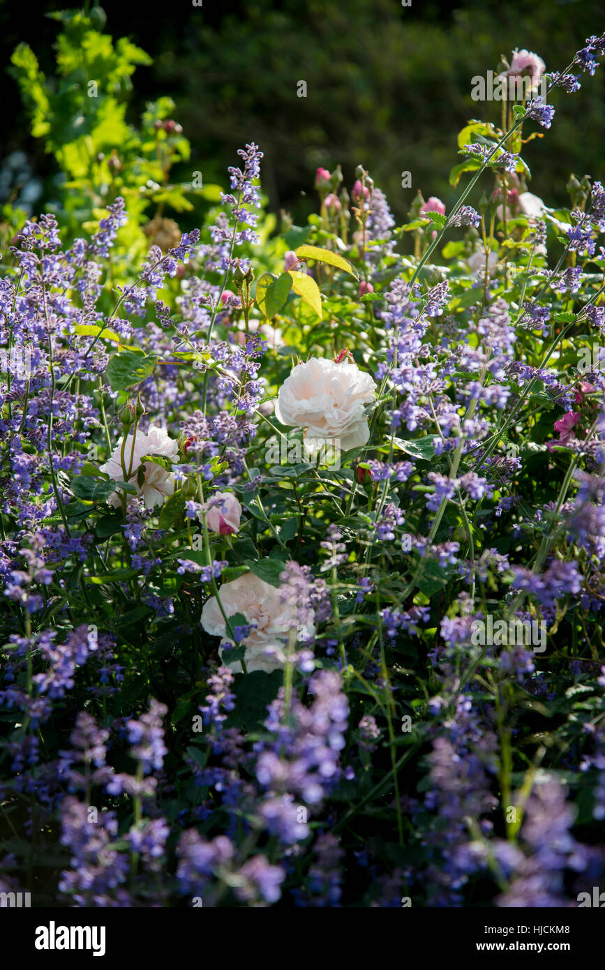 Lavender And White Roses