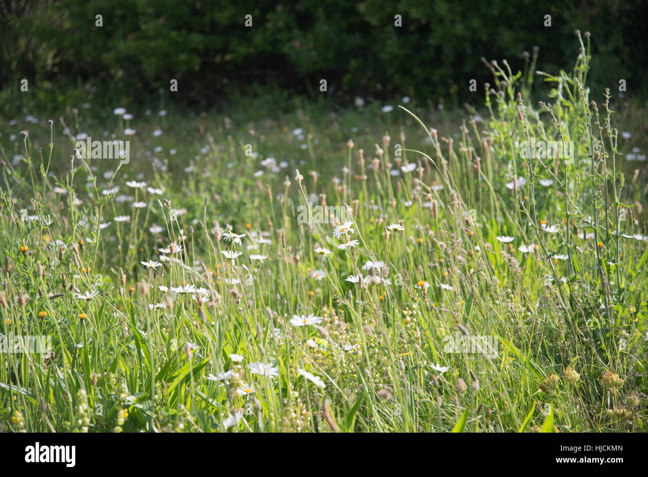 Wild flower meadow. Lewes Crescent, Brighton Stock Photo - Alamy