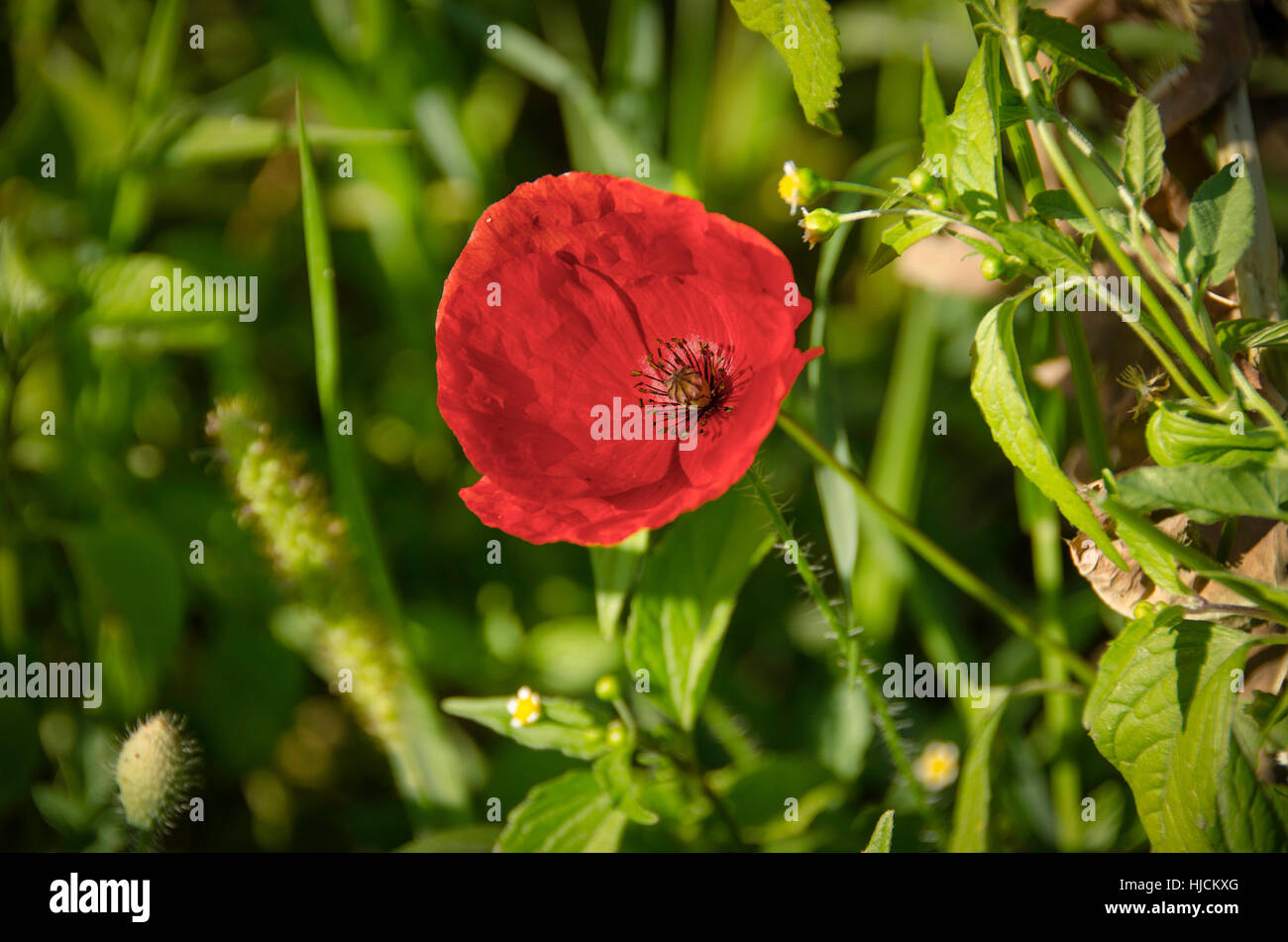 Red Poppy Flower with blurred natural background (Lat. Papaver Rhoeas ...