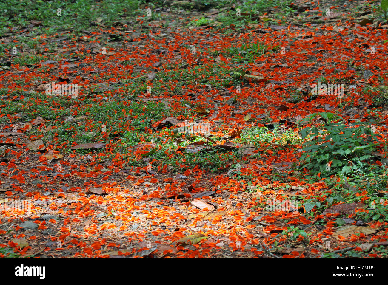 caribbean, korallenbaum, immortelle tree, erythrina poeppigiana ...