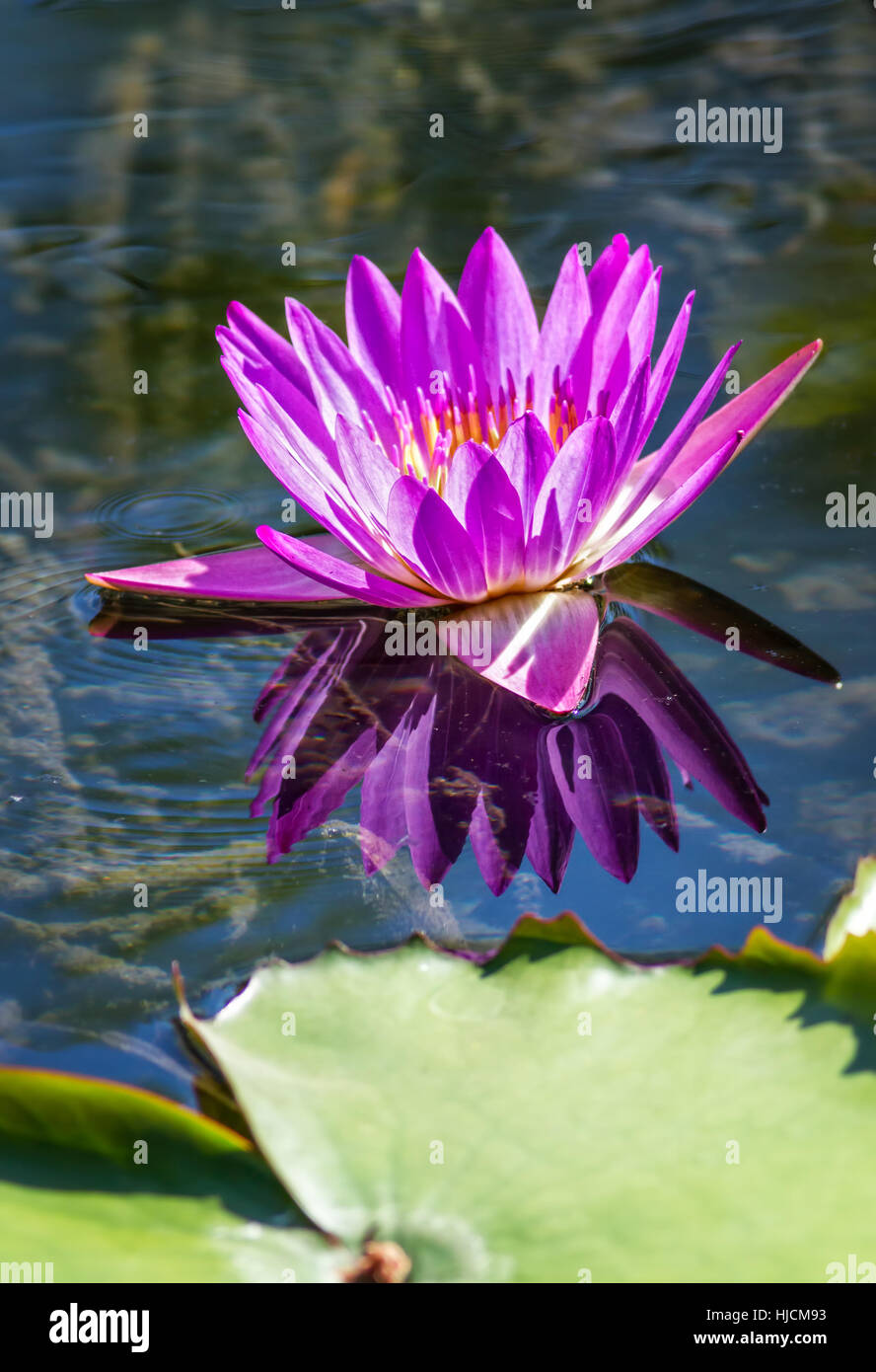beautiful, beauteously, nice, leaf, closeup, park, garden, flower ...