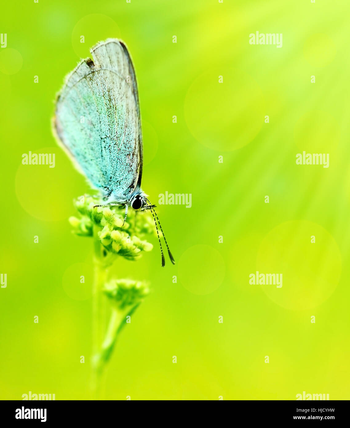 insect, flower, plant, butterfly, spring, wildlife, colorful, nature ...