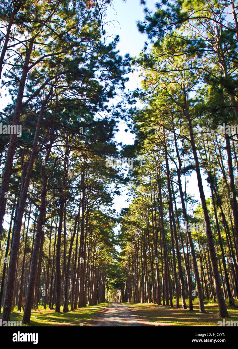 beautiful, beauteously, nice, leaf, environment, enviroment, tree ...