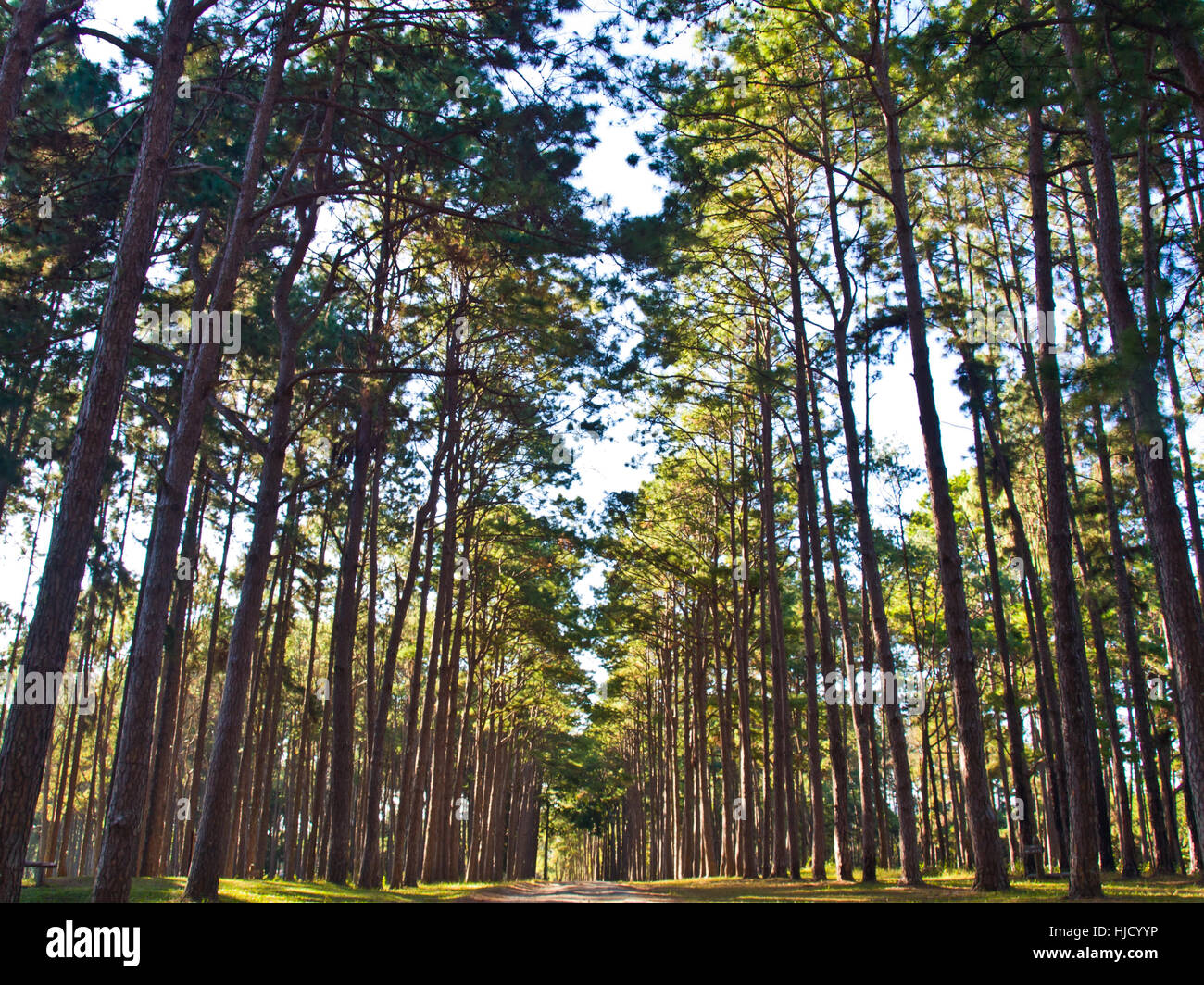 beautiful, beauteously, nice, leaf, environment, enviroment, tree ...