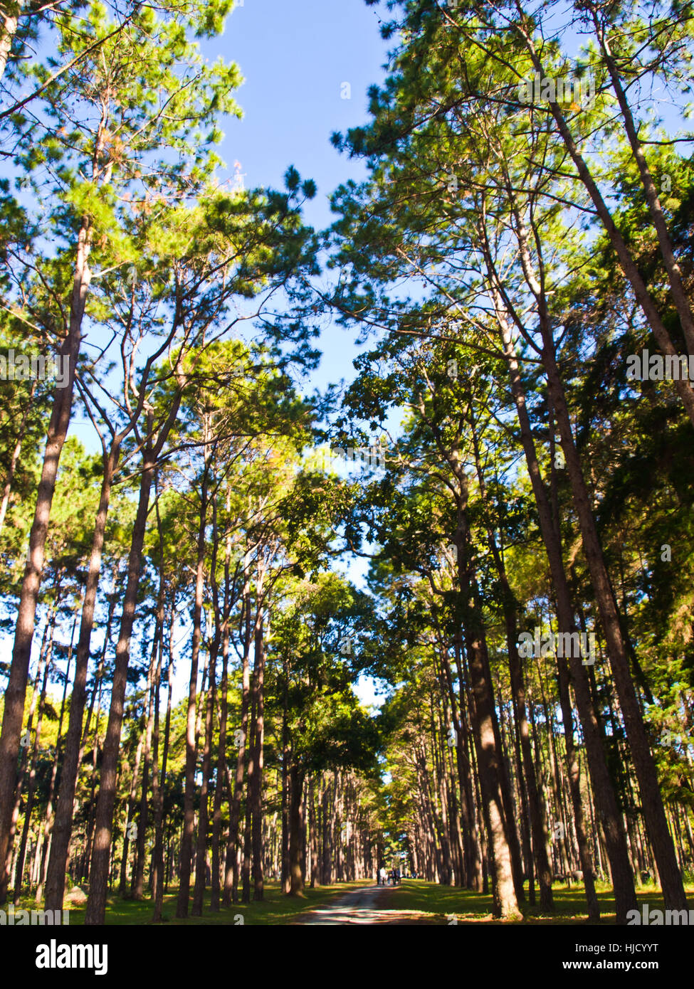 beautiful, beauteously, nice, leaf, environment, enviroment, tree ...