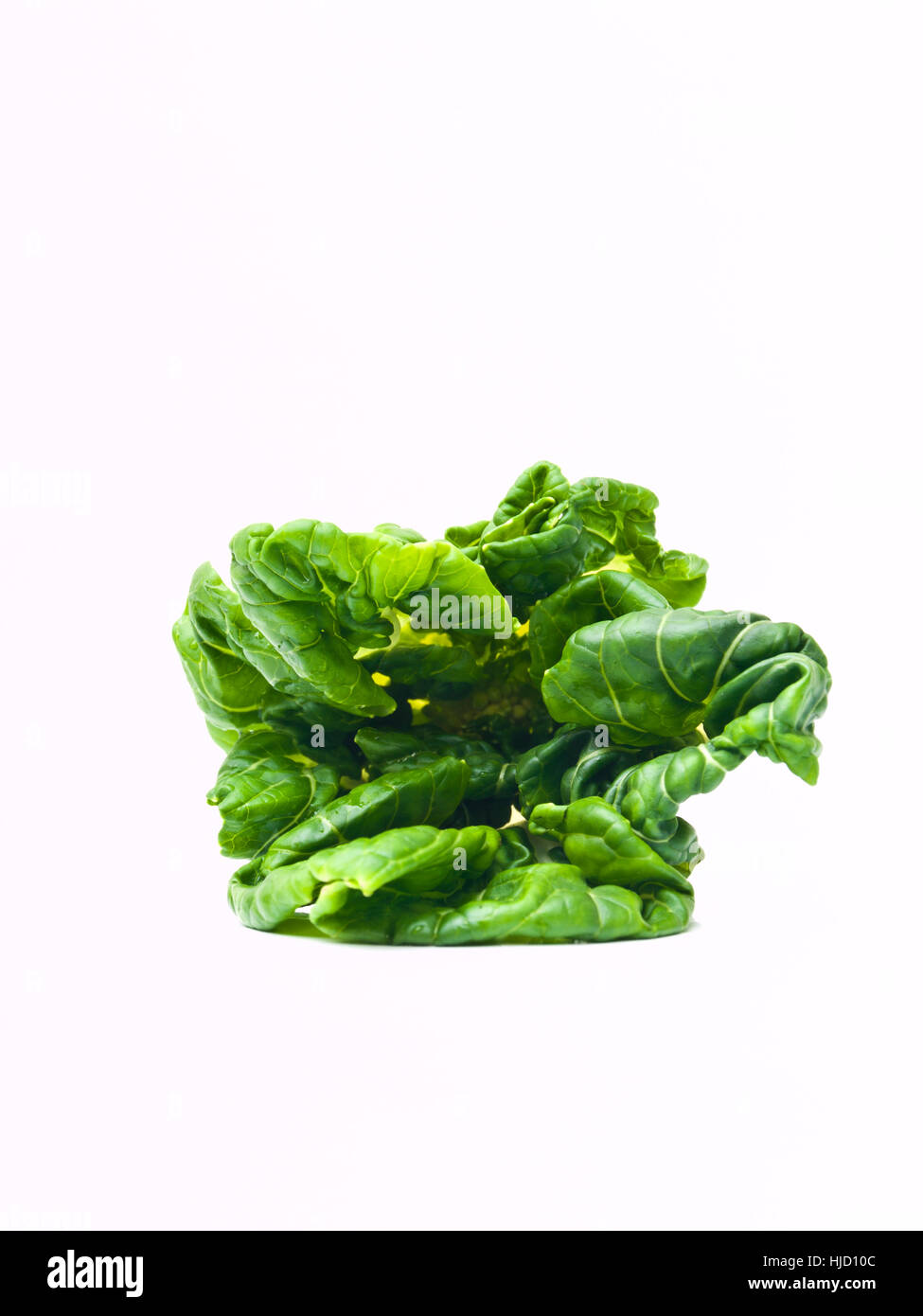 food, aliment, leaf, health, single, isolated, leaves, agriculture ...