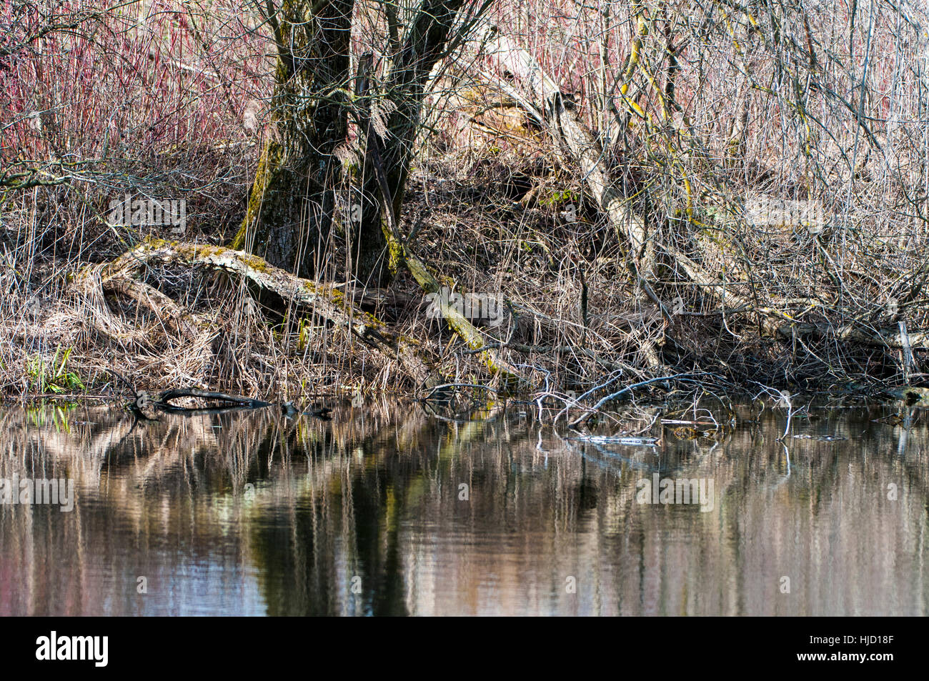 tree, trees, bushes, mirroring, mirror, bank, water, shore, tree, trees ...