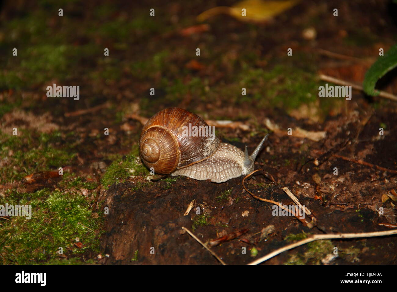 Spinelessly hi-res stock photography and images - Alamy