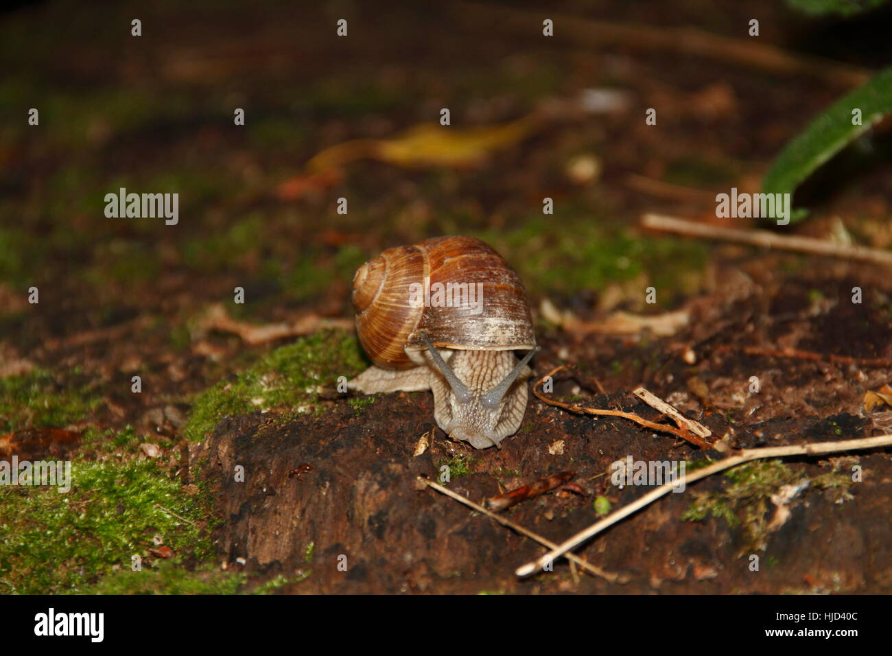 snail, edible snail, crawler, spinelessly, macro, close-up, macro ...
