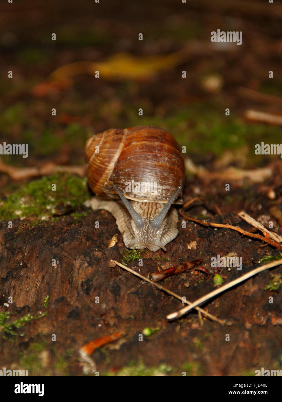 snail, edible snail, crawler, spinelessly, macro, close-up, macro ...